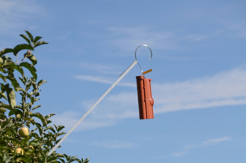 Wie man Apfelwickler-Männchen den Kopf verdreht - UnserTirol24