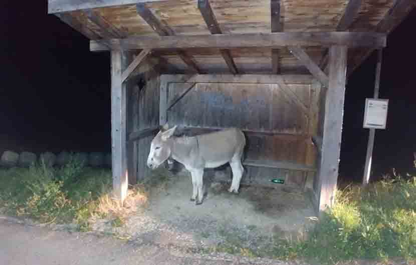 Esel wartet auf den Bus - UnserTirol24