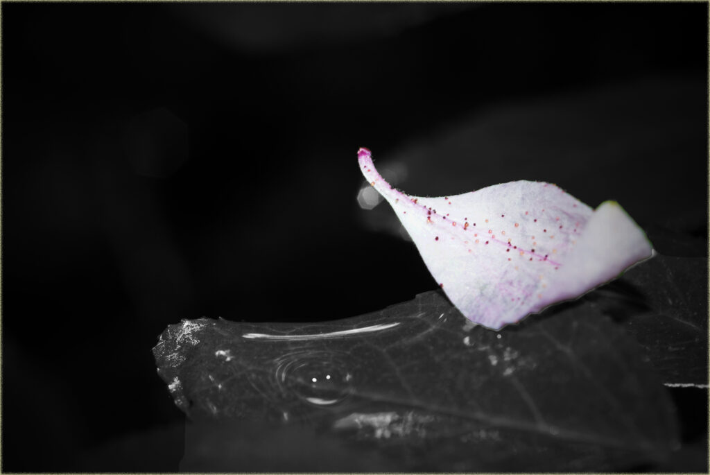 Attraverso l’obiettivo: Popoli indomiti come fili d’erba - UnserTirol24