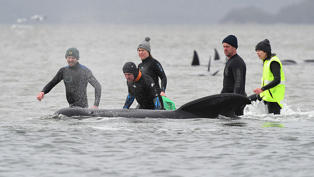 Bereits rund 90 gestrandete Wale in Australien verendet - UnserTirol24