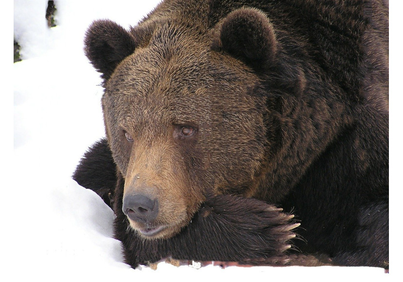 Bären sind unterwegs - UnserTirol24
