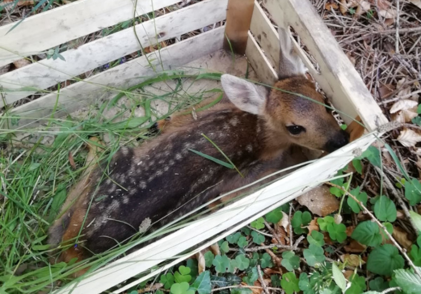 Rehkitzrettung - UnserTirol24