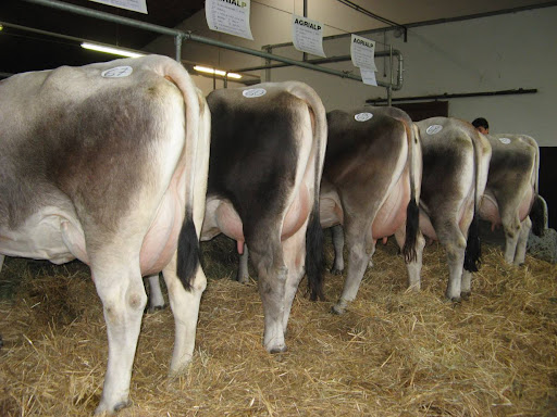 IBR/IPV, scoperti 2 casi in Tirolo - UnserTirol24