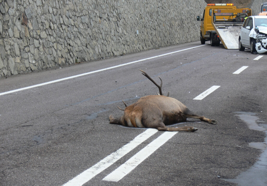Wildunfälle: Was tun, wenn es kracht? - UnserTirol24