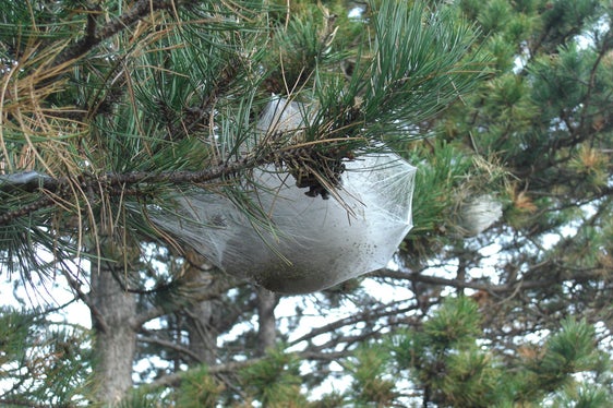 Lotta biologica contro la processionaria - UnserTirol24