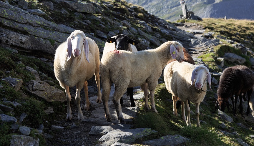 Kaunertal, le pecore scendono dai pascoli - UnserTirol24