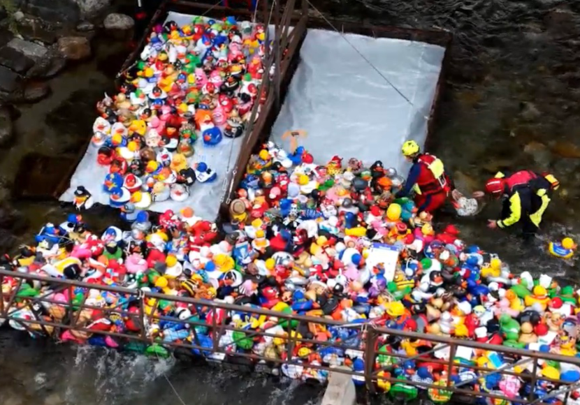 Hat die UT24-Ente das Rennen gewonnen? - UnserTirol24