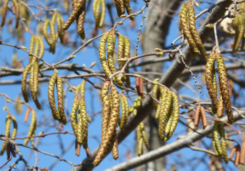 Pollensaison: Nützliche Tipps für Allergiker - UnserTirol24
