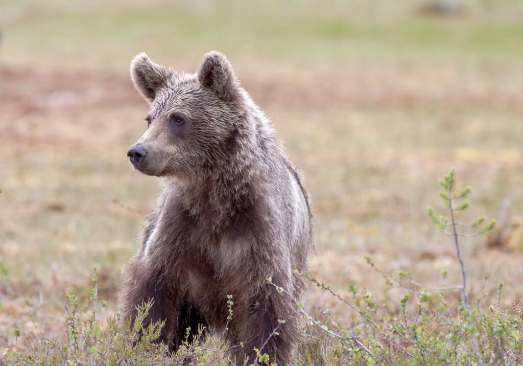Morto un piccolo di orso - UnserTirol24