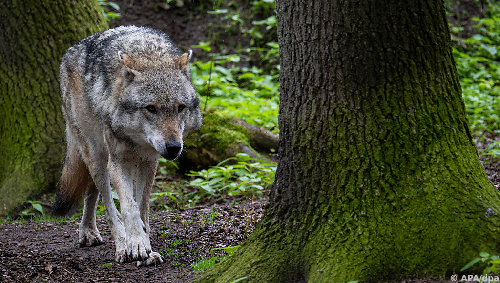 Erster Problemwolf erlegt - UnserTirol24
