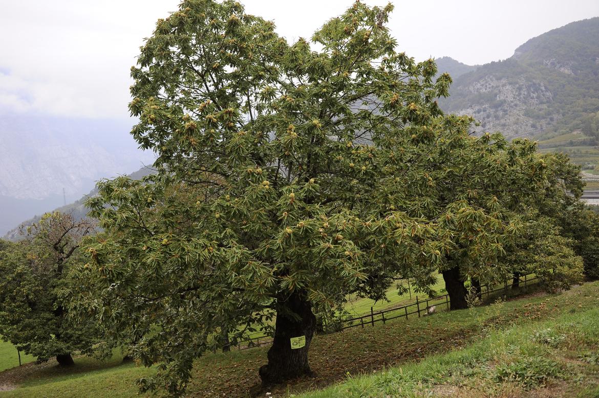 Bando castagneti 2023 - UnserTirol24