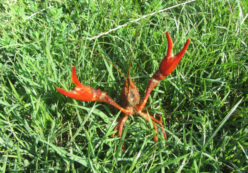 Kaltern: Herausforderung Roter Amerikanischer Sumpfkrebs - UnserTirol24