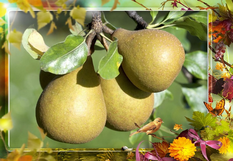 La pera Ferch è la varietà da frutteto dell’anno 2024 - UnserTirol24