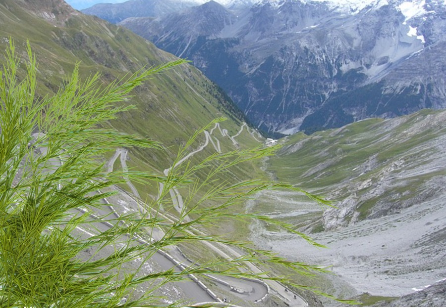 StilZ Festival (2) - UnserTirol24