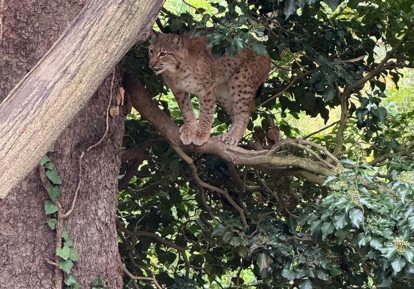 Neuzugang im Alpenzoo Innsbruck: Luchsmännchen Eddy ist da - UnserTirol24